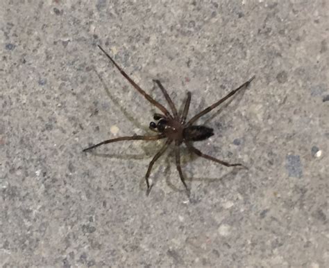 Metaltella Simoni Hacklemesh Weaver In Tillsonburg Ontario Canada