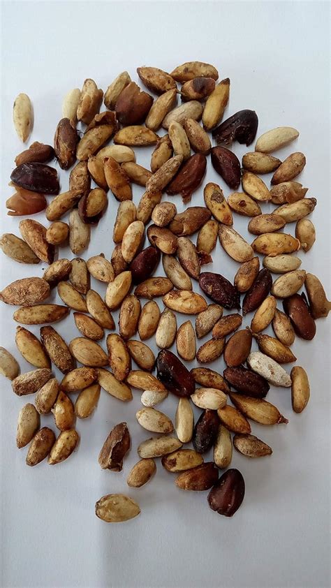 Human Birds Seed Neem Tree Seeds Vepa Ginjalu Tree Seeds Azadirachta