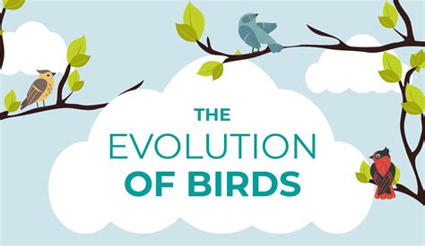 Evolution Tree Birds At Zara Cawthorn Blog