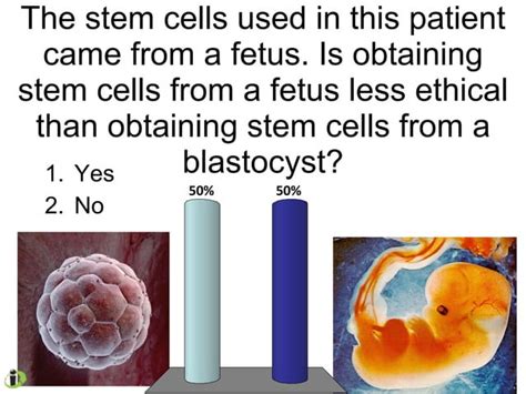 Fetal Stem Cells Ppt Biological Sciences Science