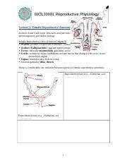 BIOL30001 2022 02 Female Notes Doc BIOL30001 Reproductive Physiology Lecture 2 Female