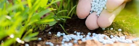 Controlled Vs Slow Release Fertilizers Whats The Difference And Which