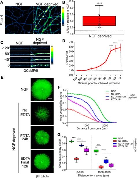 Developmental Axon Degeneration Requires Trpv1 Dependent Ca2 Influx Abstract Europe Pmc