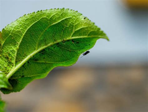 Dealing With Apple Pests Food Gardening Network