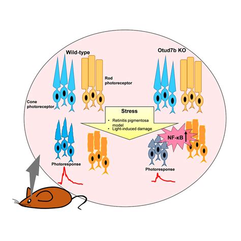 The Deubiquitinase Otud7b Suppresses Cone Photoreceptor Degeneration In Mouse Models Of Retinal