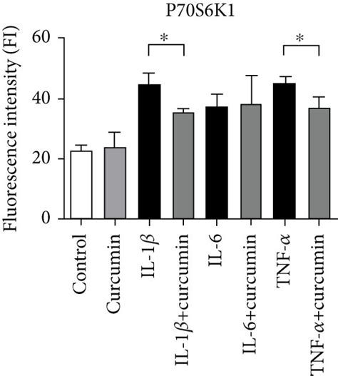 Bars Represent Densitometry Analysis From Confocal Microscopy Download Scientific Diagram