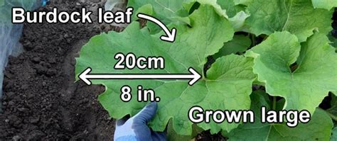 Burdock Root Harvest Time Growing Burdock Root From Seed Arctium