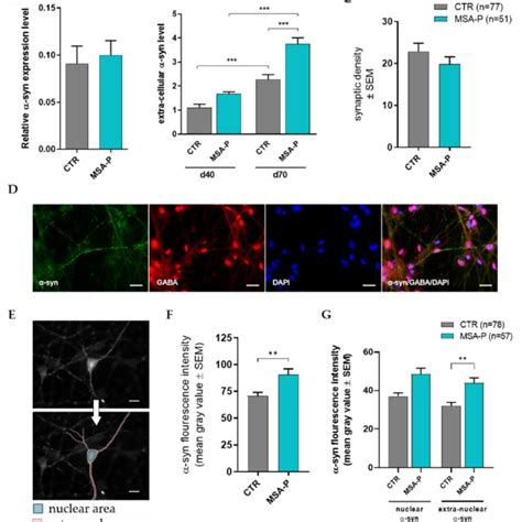 Differentiation Of Ipsc Derived Striatal Medium Spiny Neurons Msns