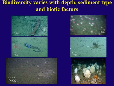 PPT Benthos PowerPoint Presentation Free Download ID 5759198