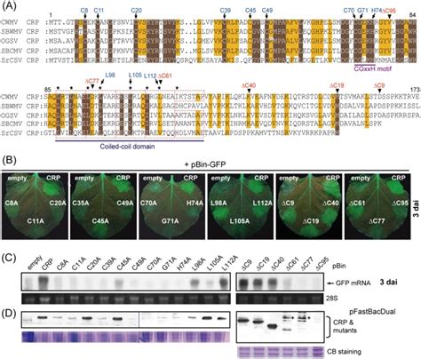 Effects Of Mutations In Conserved Amino Acid Residues And Deletion Of