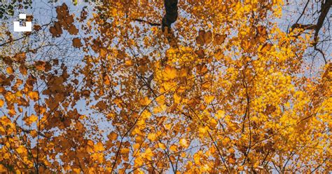 Orange Leaf Tree Photo Free Plant Image On Unsplash