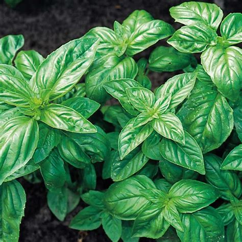 Seminte De Busuioc Italian Genovez Basil Italiano Classico Genovese
