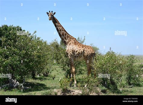 Masai Giraffe Maasai Giraffe Massai Giraffe Giraffa Camelopardalis Tippelskirchi Maszáj