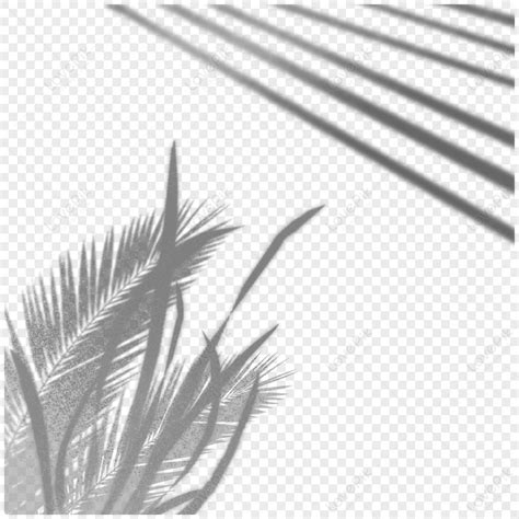 Palm Leaf Projection Silhouette Nypa Fruticans Palms Archontophoenix Alexandrae Png Free