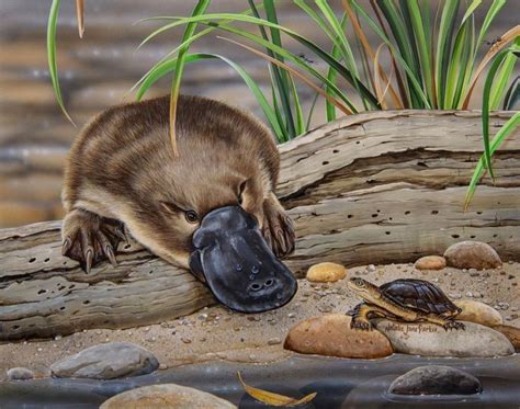 Platypus Drawing Realistic Wallaby Drawing Realistic Australian