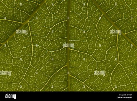 Leaf Pattern Lawn Green Texture Vein Leaf Detail Leaves