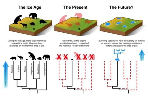 Evolution Cant Keep Up With The Human Caused Extinction Crisis