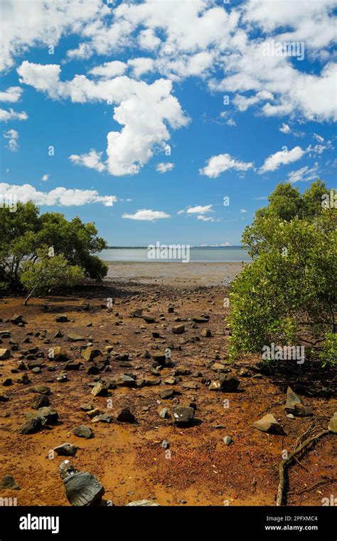 View Across Stoney Sea Bed At Low Tide Framed By Mangrove Trees Under A Blue Sky With Fluffy