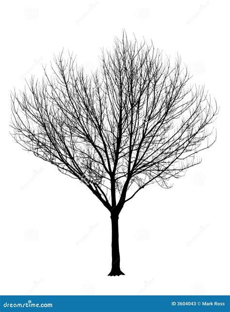 Row Of Bare Tree Silhouettes Stock Photography CartoonDealer Com