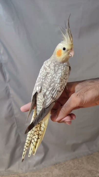 از بین نژاد های عروس هلندی کدومشون بهتر سخنگو میشهپرندهطوطیطوطیسانانطوطیسخنگوعروسهلندی