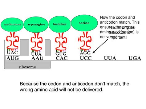 Dna And Translation Ppt Download