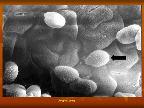 Ppt Soybean Rust Teleconference Powerpoint Presentation Free