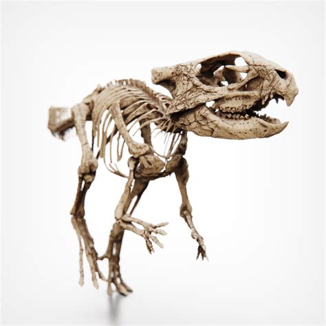 Aquilops Americanus Skull Fossil Replica Dinosaur Skeletons