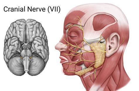 7th Cranial Nerve Anatomy Cranial Nerves
