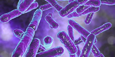 The Different Types And Health Benefits Of Probiotics Reliance Vitamin