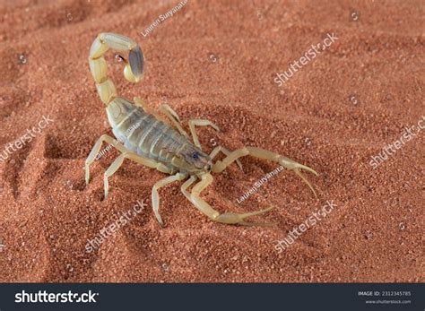 Deathstalker Scorpion
