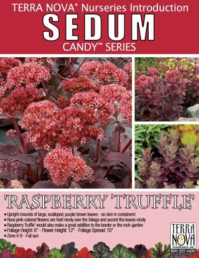 Sedum ‘raspberry Truffle Terra Nova® Nurseries Inc