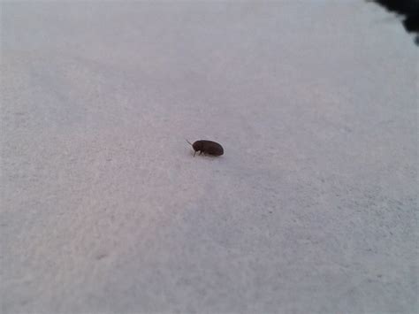 What Are The Tiny Black Hard Shell Bugs In My House The Landscaping Zone