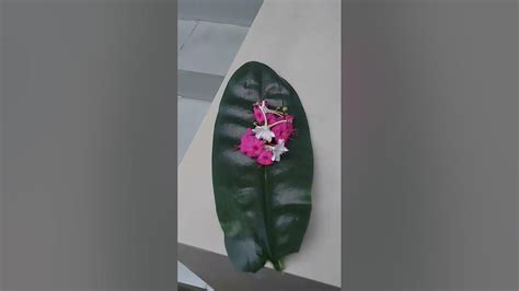 Sondha Maloti Flower Youtube