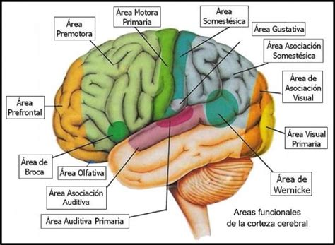 Labelled Diagram Of The Human Brain Mind Anatomy The Brain Diagram Brain Model Labeled