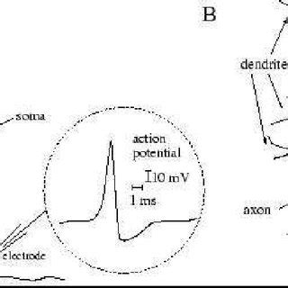 PDF Spiking Neural P Systems