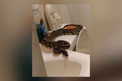 A Big Ol Python Crawled Up A Toilet In A Texas Womans Home
