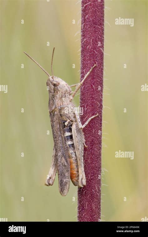 Common Green Grasshopper Omocestus Viridulus Variegated Grasshopper