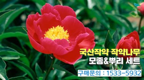 신바람 플랜트 협력농가 판매상품 국산작약 작약나무 모종and뿌리 세트1망 10개 시골집매매 농가주택매매 전원주택부지 매매 Youtube