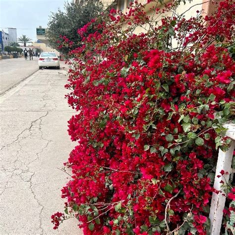 امي حبيبتي Youtube