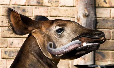Okapi Blue Tongue
