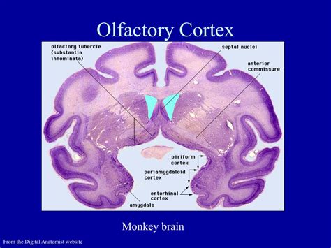 Ppt Olfactory System Amygdala And Hippocampus Powerpoint Presentation Id 375243