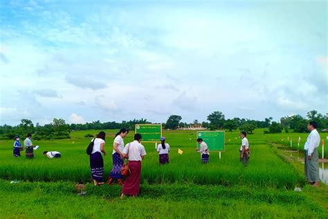 ဘားအံမြို့နယ်တွင် မျိုးသန့်မျိုးစေ့ထုတ်မှု လုပ်ငန်းဆောင်ရွက်မှုအောင်မြင်ရေး ကွင်းဆင်းဆောင်ရွက