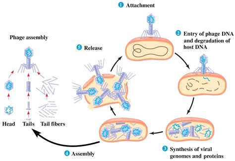 Invictus Biological Classification Biological Classification Biology