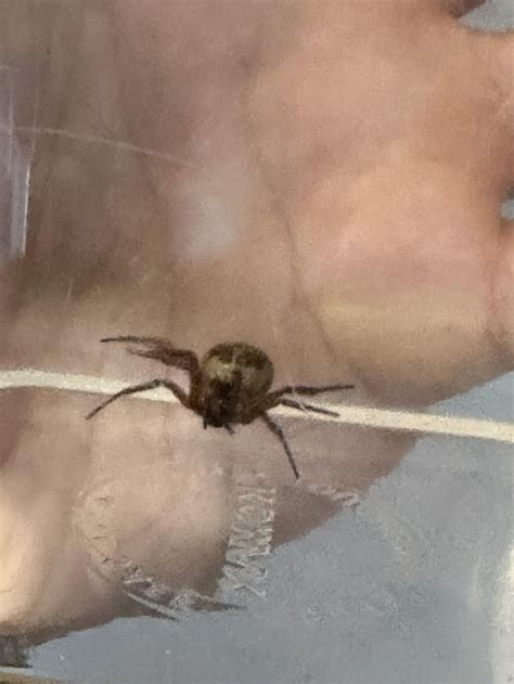 Whats This Spider Rwhatsthisbug