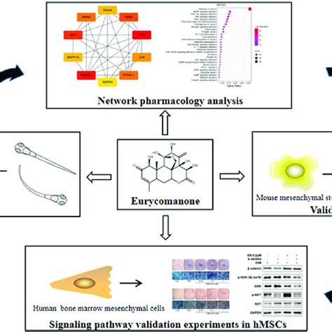Workflow Of Experiments Of Zebrafish Larvae Network Pharmacology