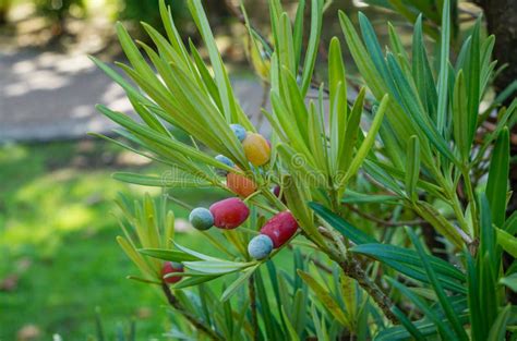 The Fruit Of Podocarpus Macrophyllus Yew Plum Pine Buddhist Pine And Fern Pine In Sochi Park