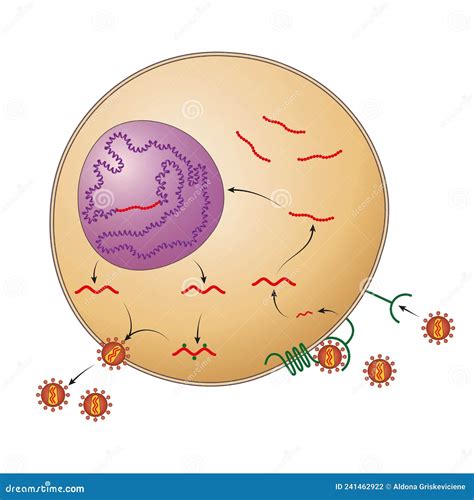 Hiv Replication Cycle Stock Illustration Illustration Of Cycle 241462922