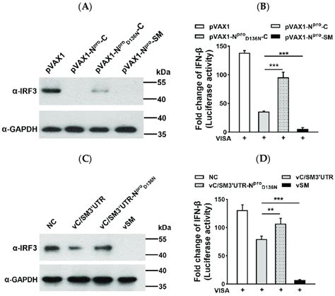 Regulation Of Irf3 Degradation And Visa Mediated Ifn β Induction By The