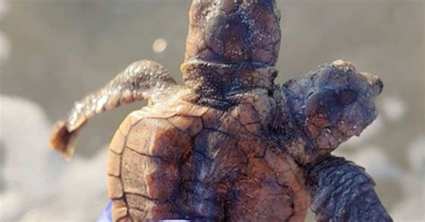 어 머리가 두개잖아 美 머리 두 개 달린 거북이 부화