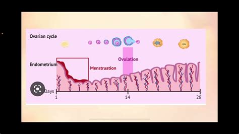 Дугаар 28 Эмэгтэй хүний нөхөн үржихүйн эрхтэний талаар мэдлэгээ нэмээрэй үрс минь 👍👍👍 Youtube